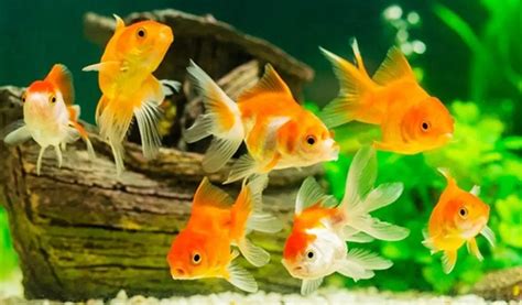 How To Treat Ammonia Poisoning In Fish Hygger