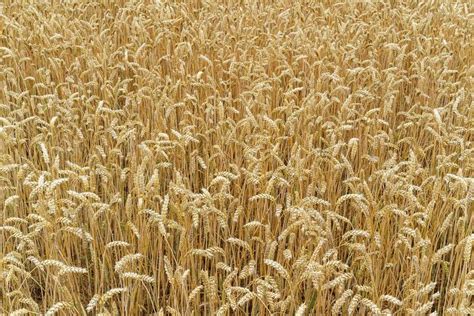 Different Types Of Cereal Grains And Their Features We Are The In Crowd