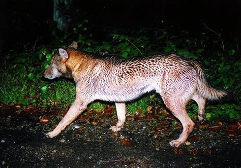Japanese Wolf Perhaps Not Extinct But Proof Remains Elusive The
