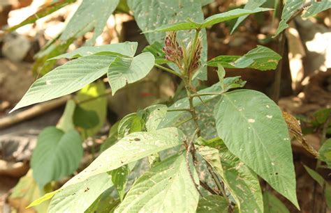 Flemingia Stricta Eflora Of India