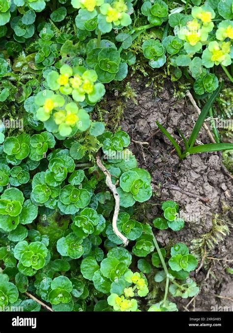 Opposite Leaved Golden Saxifrage Chrysosplenium Oppositifolium