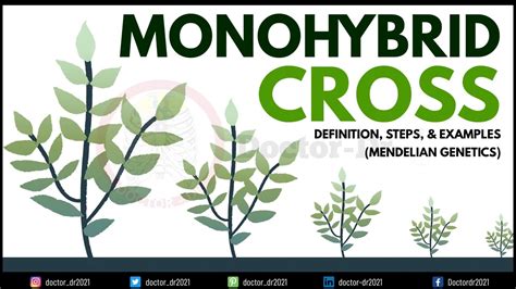 Monohybrid Cross Explained Definition Steps Examples Mendelian Comparison