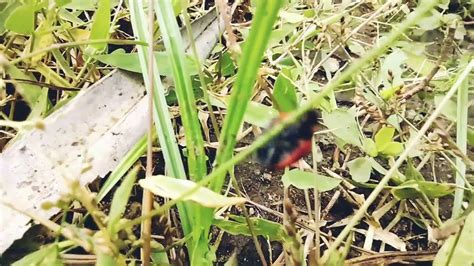 10 Red Bug With Black Dots Identification Tips You Need To Know