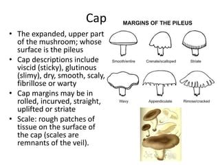 Mushroom Morphology Pptx