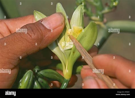 How To Hand Pollinate A Vanilla Orchid At Imogen Yuen Blog