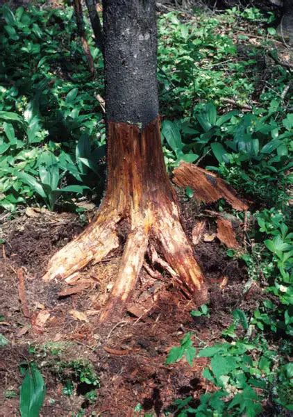 Pine Trees Diseases And Treatments
