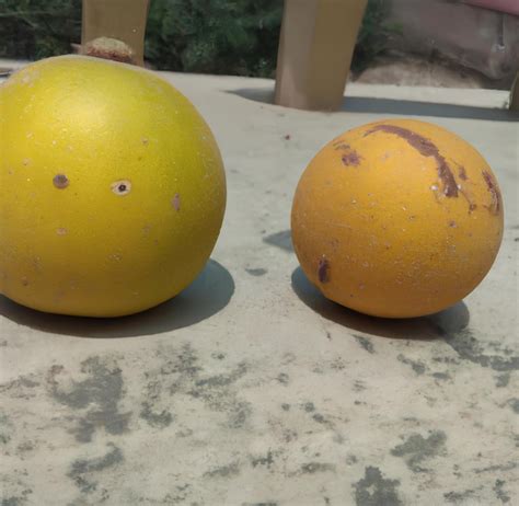 Premium Photo Two Small Oranges Sit On A Concrete Surface