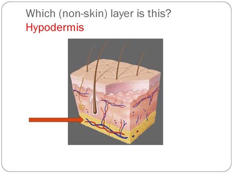 Integumentary System Review Ppt Download