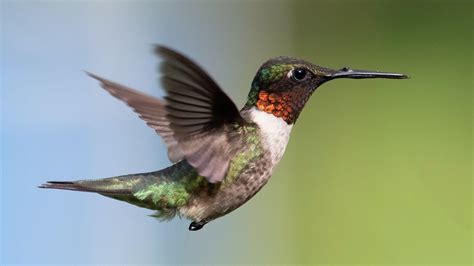 Ruby Throated Hummingbird Male Ruby Throated Hummingbird — Bird News
