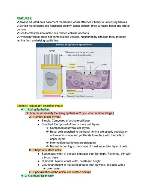 Solution Epithelial Tissue Lining Epithelium Studypool