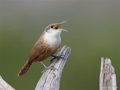 Canyon Wren Dory