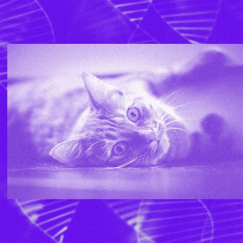 Hypoallergenic Cats Genetically Modified