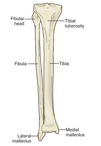 Ankle And Leg Pathologies Flashcards Quizlet