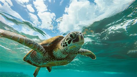 Sea Turtle Wallpaper 4k