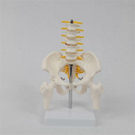 Human Lumbar Vertebra Model Female Pelvis Model Hip Female Anatomy