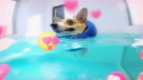 柯基游泳趣 肥肥圓圓的屁屁 狗狗游泳池新竹的推薦與評〝竹北寵物游泳館〞『竹北唯一恆溫寵物泳池』good Day寵物旅館 竹北寵物旅館、竹北寵物