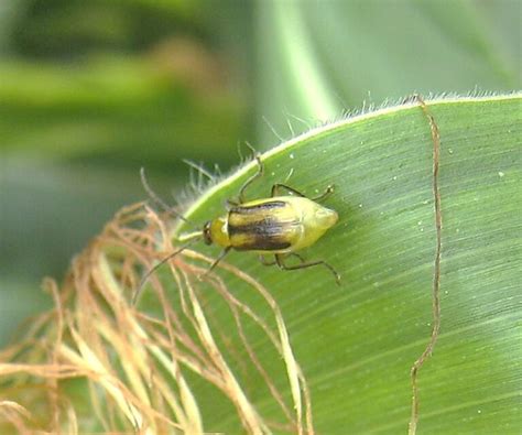 Introducing The New Adult Corn Rootworm Trap Network Trap