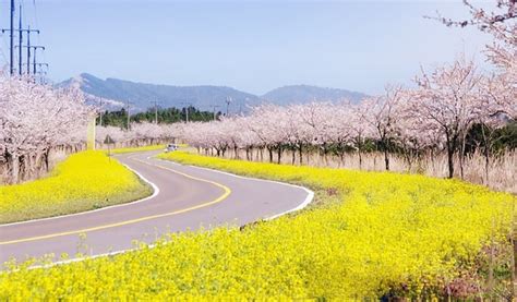 2026 Jeju Cherry Blossom And Canola Flower Package With Flight Trazy