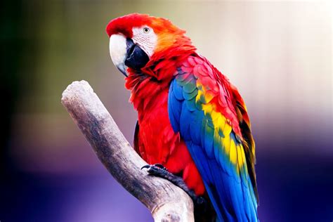 Parrot Desktop Wallpapers Top Free Parrot Desktop Backgrounds