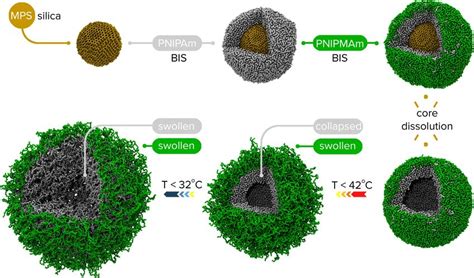 Scheme Of The Synthesis Process Of The Doubly Temperature Responsive Download Scientific