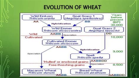 Domestication Evolution Genetics And Genomics Of Wheat Pptx