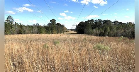 Preserving Endangered Species The Gopher Tortoise And Cooperative