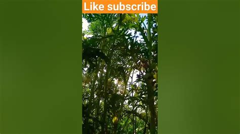 Super Flavar Shorts Youtube