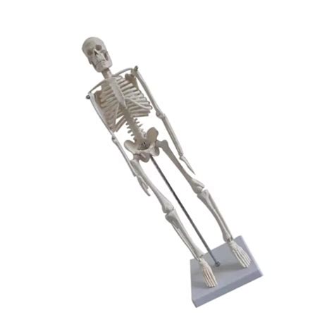 Medical Anatomical Skeleton Human Skeleton Model Scientific Model For Anatomy £19 28 Picclick Uk