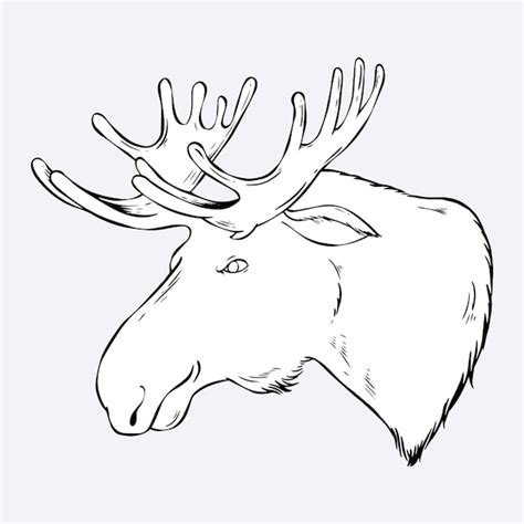 Moose Head Drawing Vectors And Illustrations For Free Download