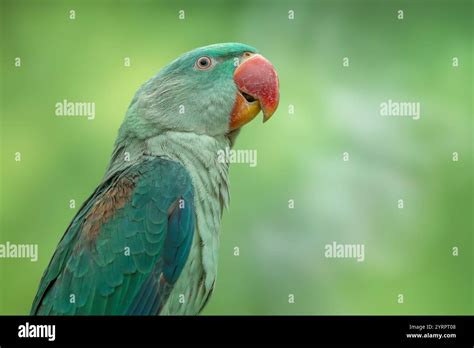 Alexandrine Parakeet Mutation Aqua 16 Year Male Psittacula Eupatria