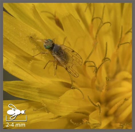 Ensina Sonchi Ensina Sonchi Identifier Un Insecte