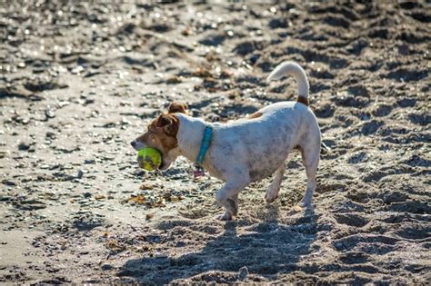 Premium Photo Dog Playing On The Beach