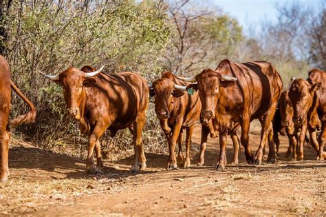 Boshoff Afrikaners The Finest Afrikaner Cattle