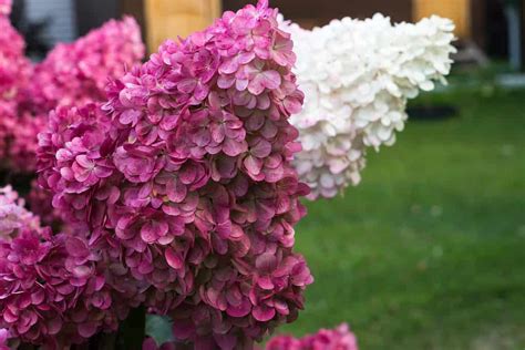 Firelight Hydrangea Care Guide Plantly