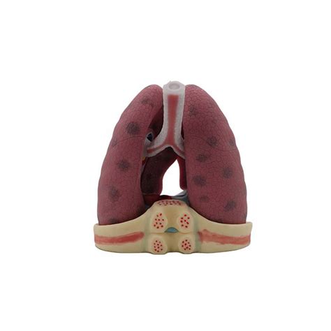 China Human Lung Models Manufacturers Suppliers And Factory Human Lung Models For Sale