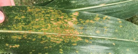 Agronomy Digest Southern Rust Champion Seed