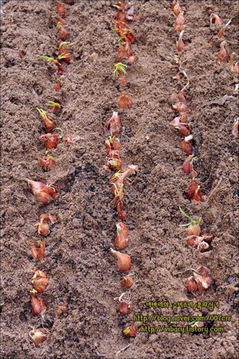 비바리네 화단텃밭일기쪽파심기 쪽파키우기파김치 네이버 블로그