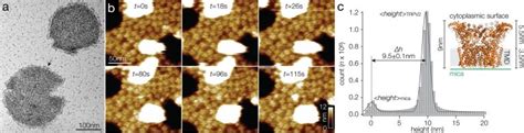 Intrinsically Disordered Regions In Trpv2 Mediate Protein Protein