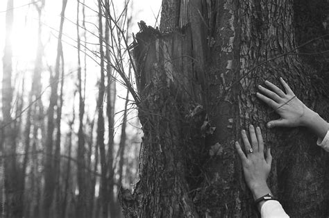 Hands On Tree By Stocksy Contributor Anna Malgina Stocksy