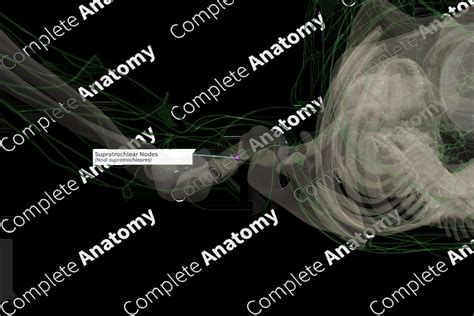 Supratrochlear Nodes Left Complete Anatomy