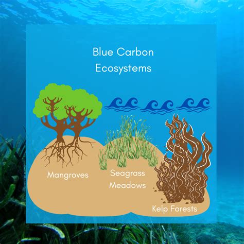 What Is Blue Carbon Project Seagrass