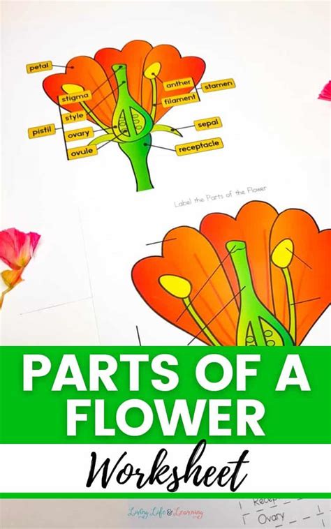 Parts Of A Flower
