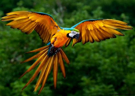 Birds Jungle Wallpapers Wallpaper Cave