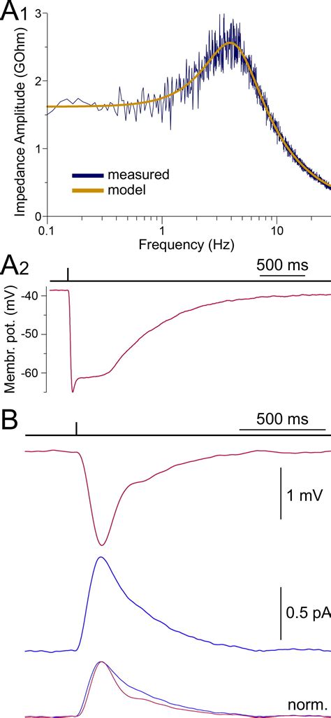 A Hybrid Stochasticdeterministic Model Of Single Photon Response And Light Adaptation In Mouse