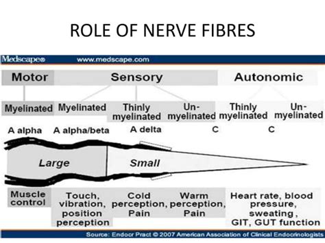 Approach To Polyneuropathy Ppt