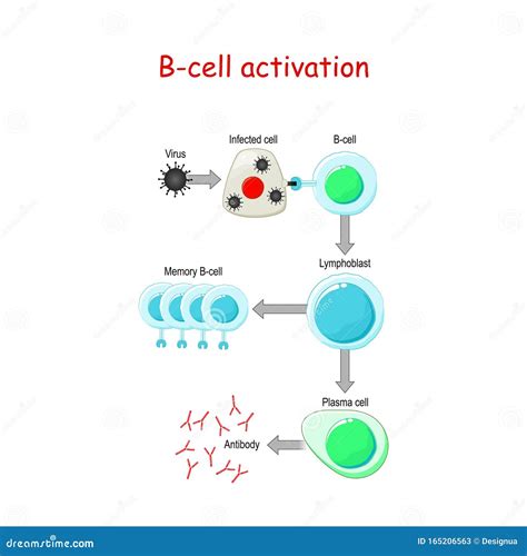 Diagram Of Function Of A B Cell B Cells Types And Functions