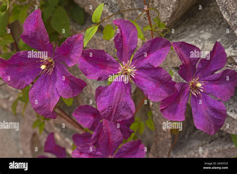 Clematis "Dorothy Walton Stock Photo - Alamy