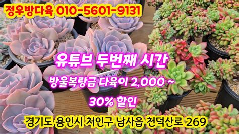 정우방다육2 유튜브 2번째 균일가 2천 3천 5천~ 30할인 품목 다육이 Youtube