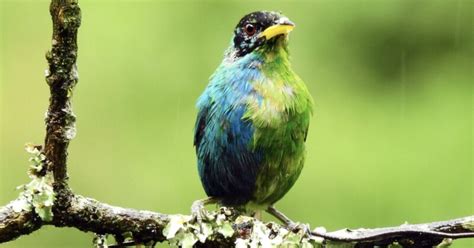 Rare Half Male Half Female Bird Is Photographed In Once In Century Event PetaPixel