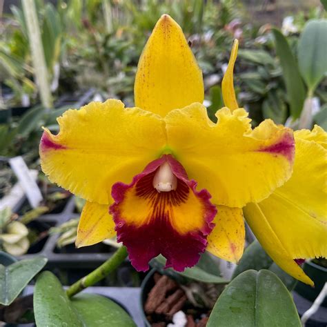 Rhyncholaeliocattleya Rlc Kristy Manmoto Kalapana Orchid Farm
